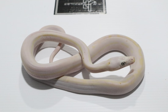 Sunfire Cow Reticulated Python by JC Reptiles