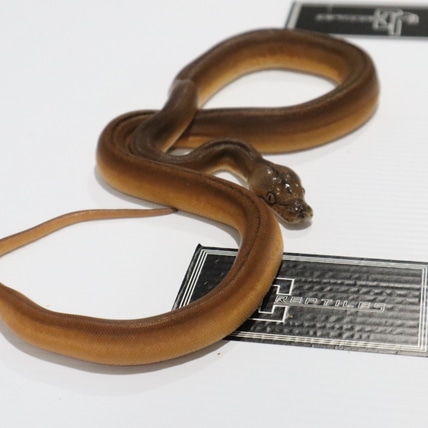 JC Reptiles - MorphMarket