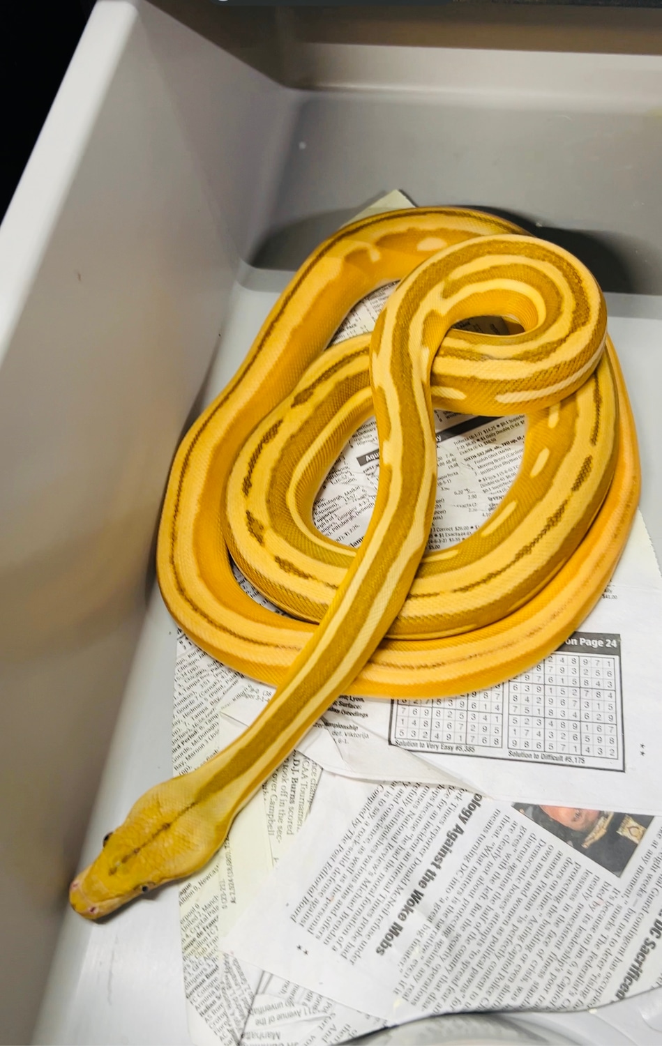 Orange Ghost Stripe Tiger Sunfire Poss Super Sunfire Reticulated Python ...