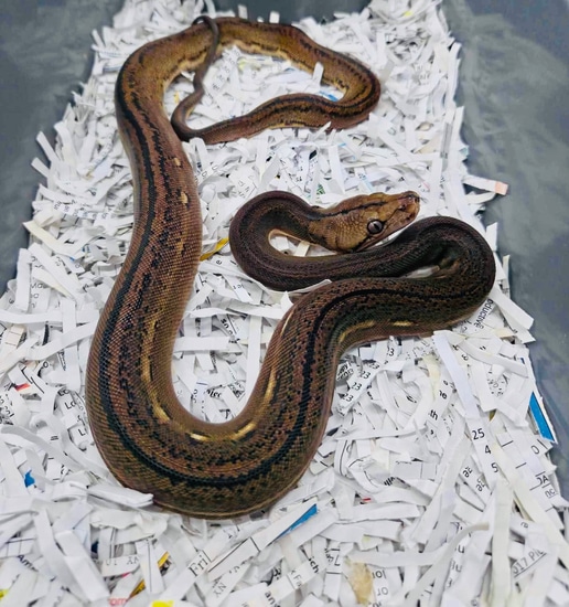 Gc Tiger Het Pied Poss Het Albino Reticulated Python by JC Reptiles