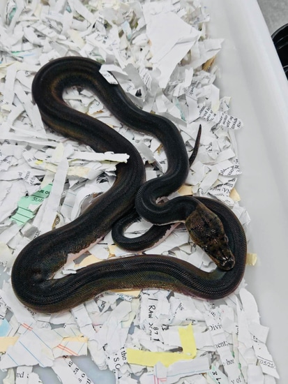 Panda Pied Poss Het Albino Reticulated Python by JC Reptiles