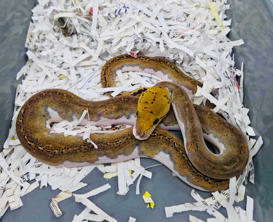 Pied Poss Tiger Poss Het Albino Reticulated Python by JC Reptiles