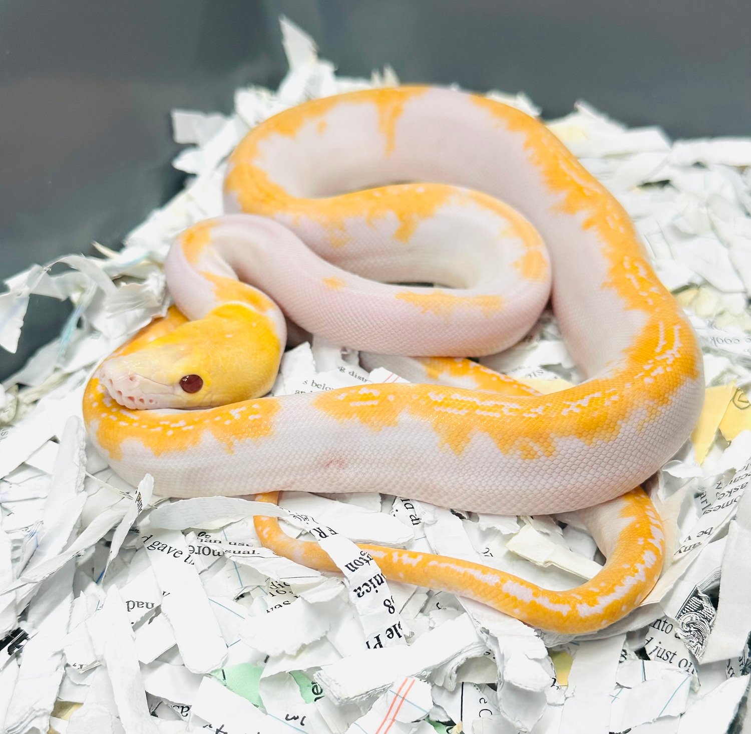 Albino tiger pied