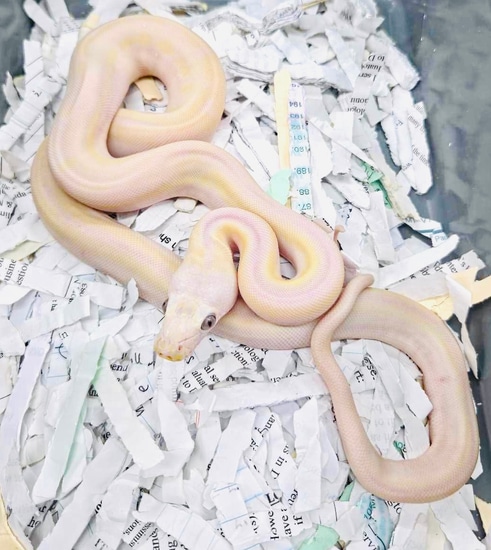 Cow Pos Sunfire Reticulated Python by JC Reptiles