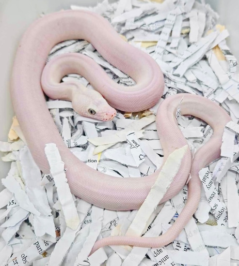 Golden Child Cow Reticulated Python by JC Reptiles