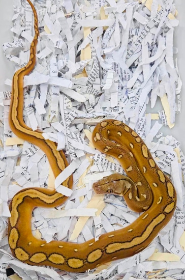 Sunfire Orange Ghost Stripe Reticulated Python by JC Reptiles
