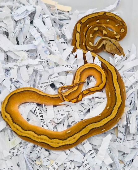 Sunfire Orange Ghost Stripe Reticulated Python by JC Reptiles