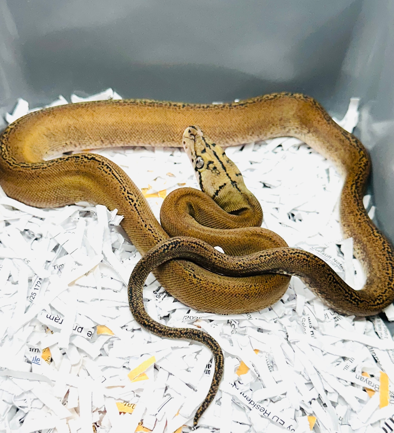 Golden child platinum het pied poss het albino