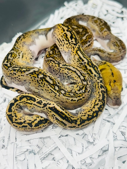Tiger Pied Poss Het Albino Reticulated Python by JC Reptiles