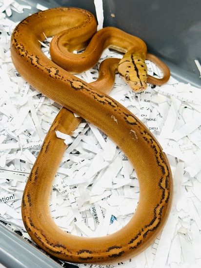 Mochino Goldenchild Sunfire Het Orange Ghost Stripe Reticulated Python ...