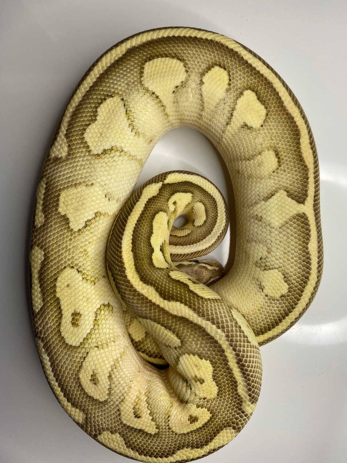 Butter Fire Pastel Ball Python by JC_Animalz - MorphMarket