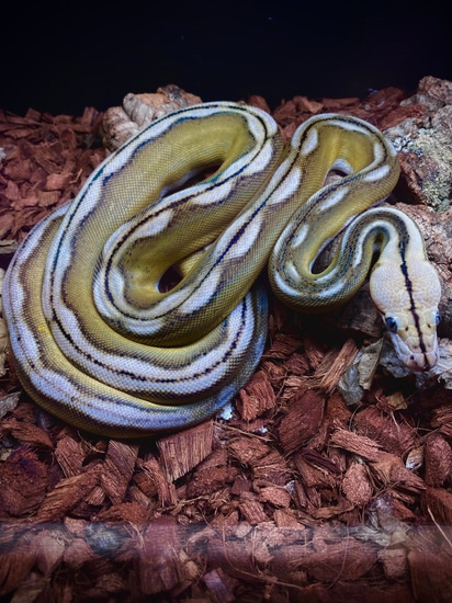 Dwarf Sunfire Motley Tiger Het Purple Albino Reticulated Python by JC ...