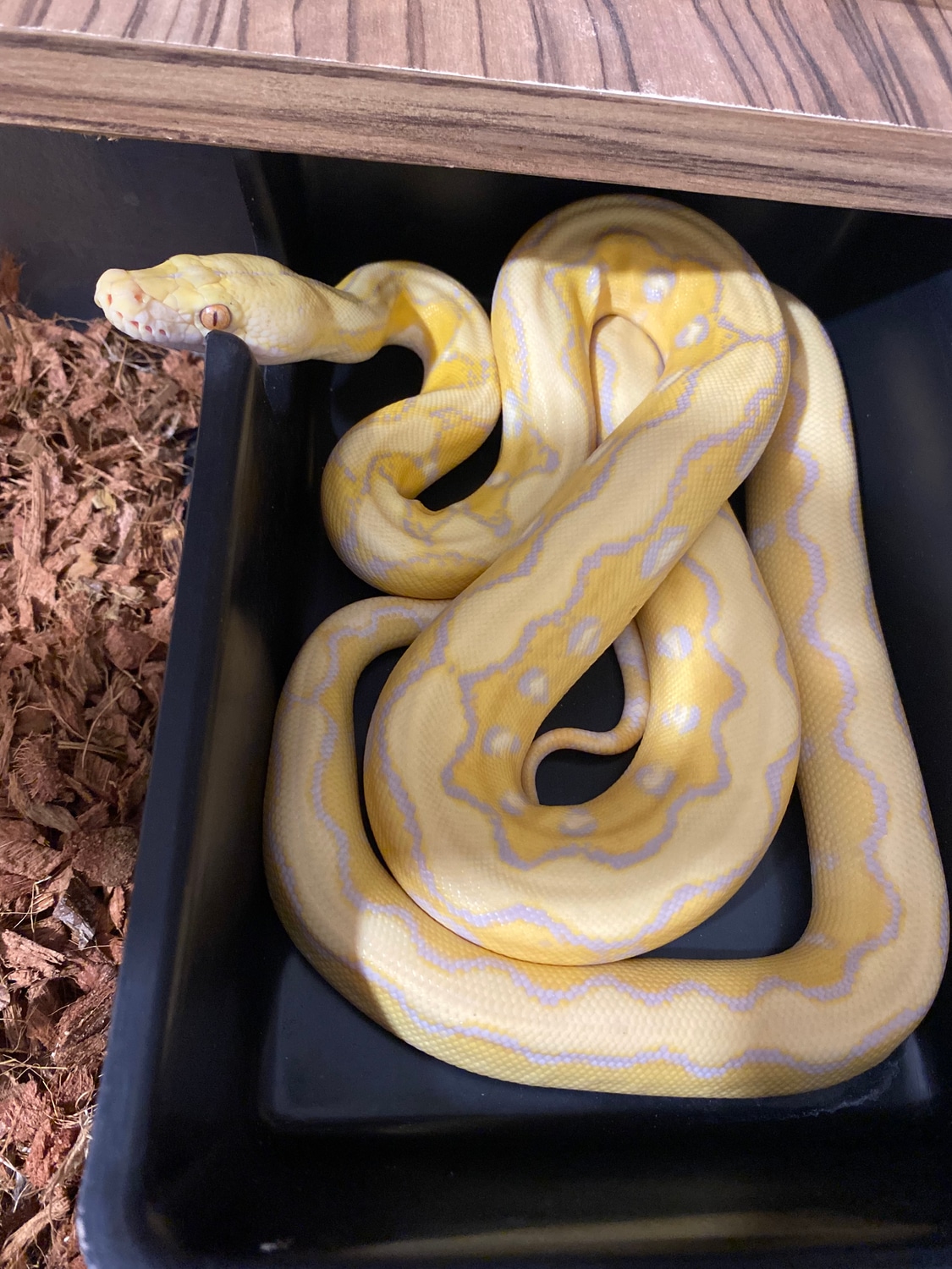 Super Dwarf Lavender Albino Sunfire Platinum Reticulated Python by JC ...