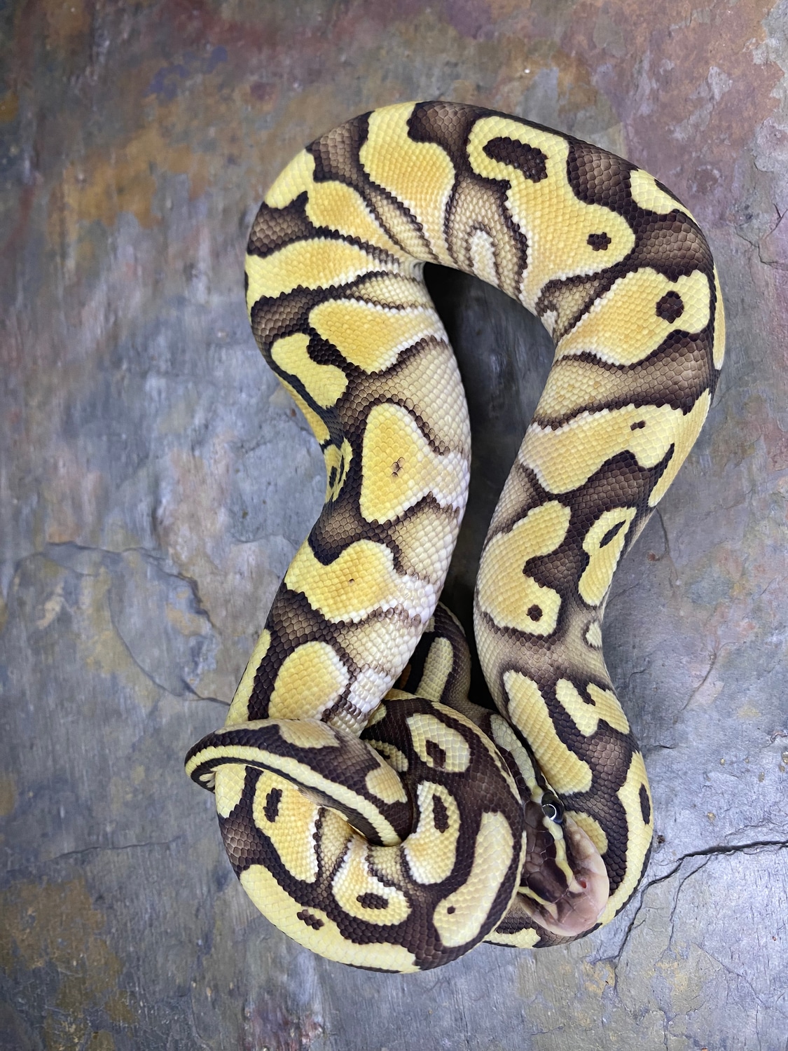 Lesser Pastel Yb/Gravel Pos Blade 66% Het Clown Ball Python by JC ...