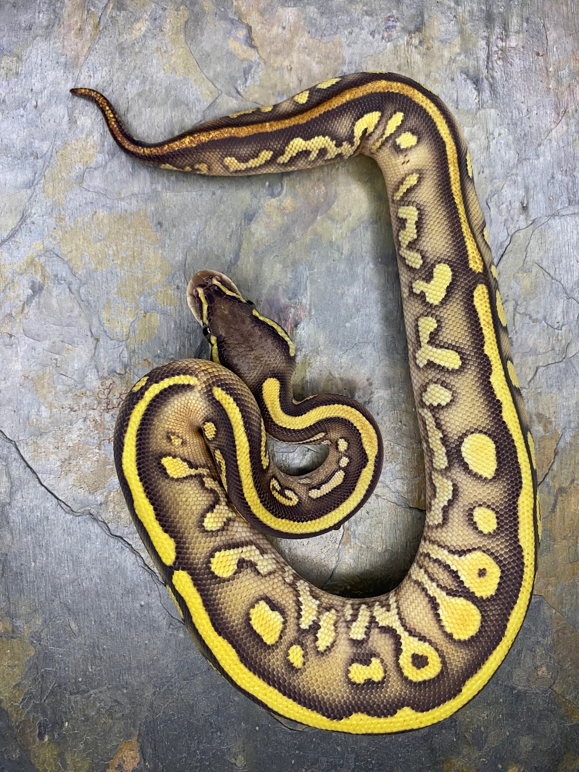 Leopard Lesser Yellowbelly Pastel 66% Het Pied 50% Het Albino Ball ...