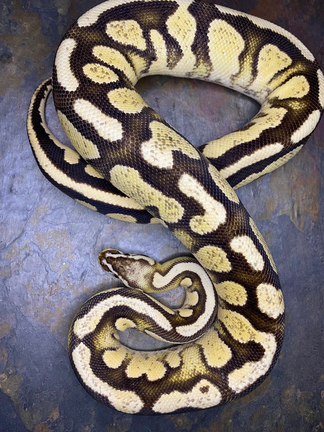 Pastel Fire Yellowbelly Ball Python by JC_Animalz - MorphMarket