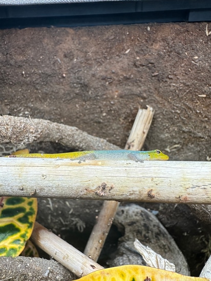 Cameroon Dwarf Day Gecko by Only Lizards
