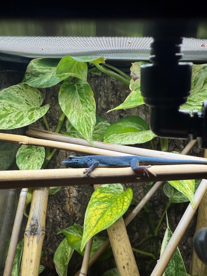 Male Electric Blue Day Gecko by Only Lizards