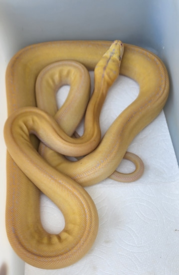Lavander Motley Golden Child Reticulated Python by John Cashman Reptiles