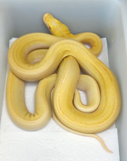 White Albino Motley Golden Child Reticulated Python by John Cashman ...