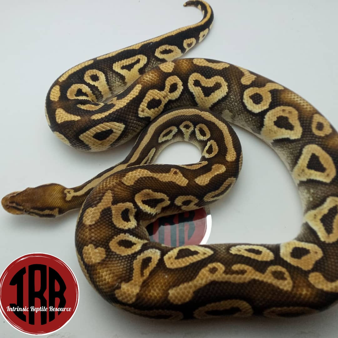 Pastave Ball Python by Intrinsic Reptile Resource - MorphMarket