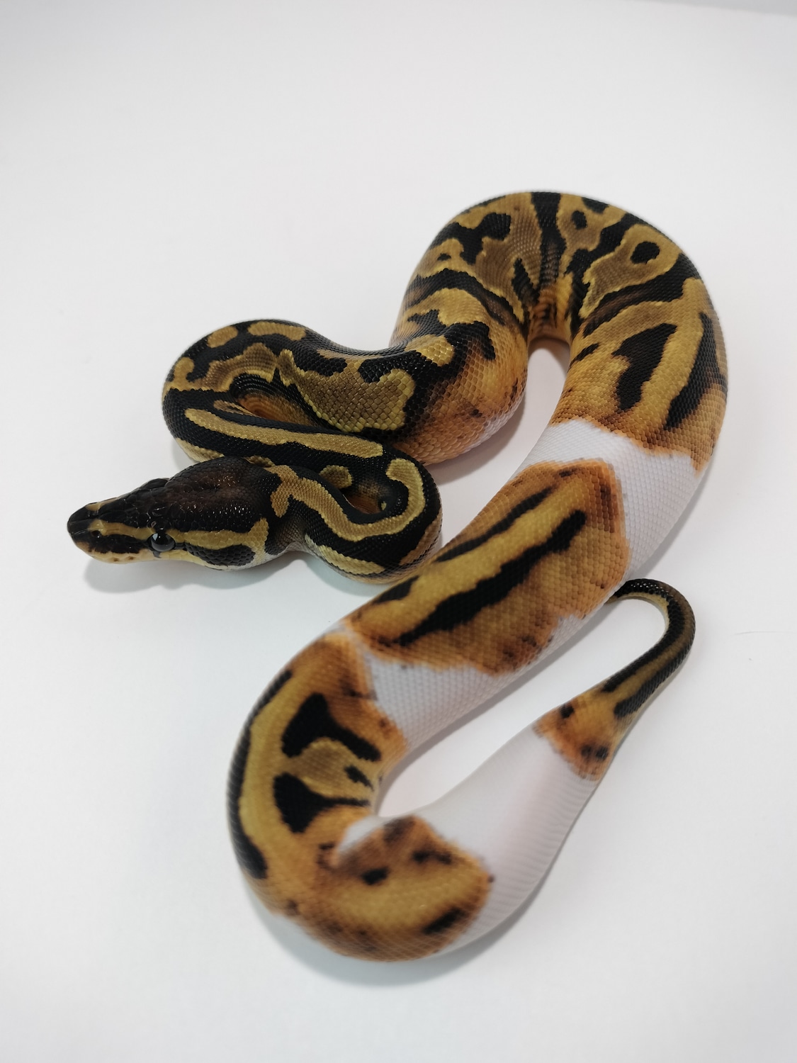 Piebald Ball Python by Intrinsic Reptile Resource - MorphMarket