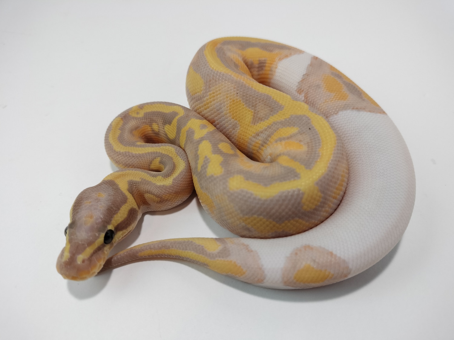 Banana Pied Ball Python by Intrinsic Reptile Resource - MorphMarket