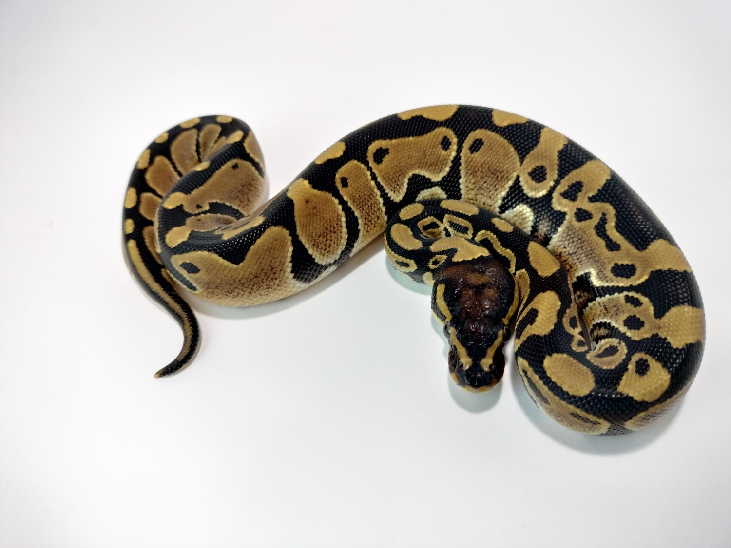 100% Het Pied Ball Python by Intrinsic Reptile Resource - MorphMarket