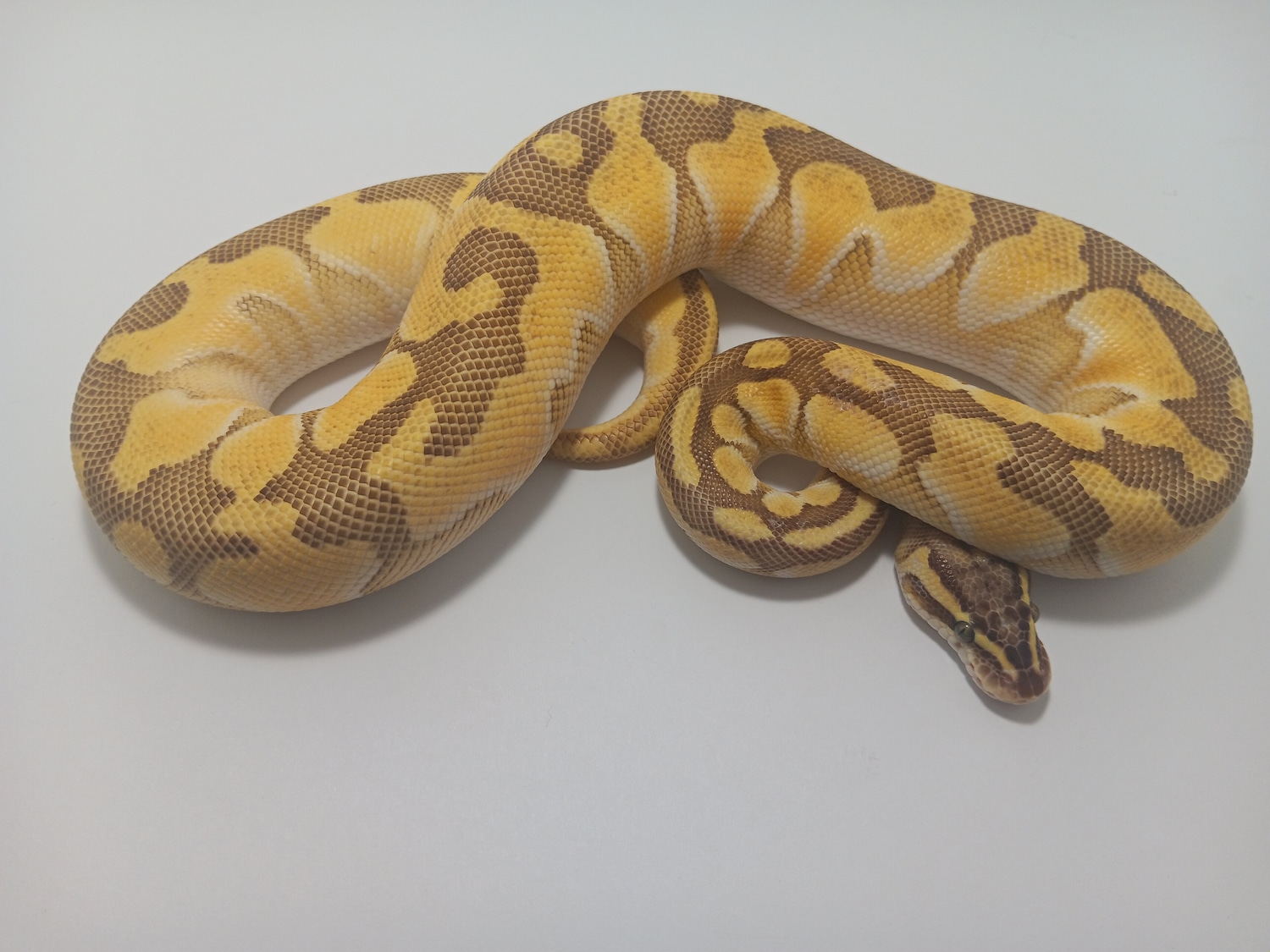 Pastel Butter Enchi Ball Python by Intrinsic Reptile Resource - MorphMarket