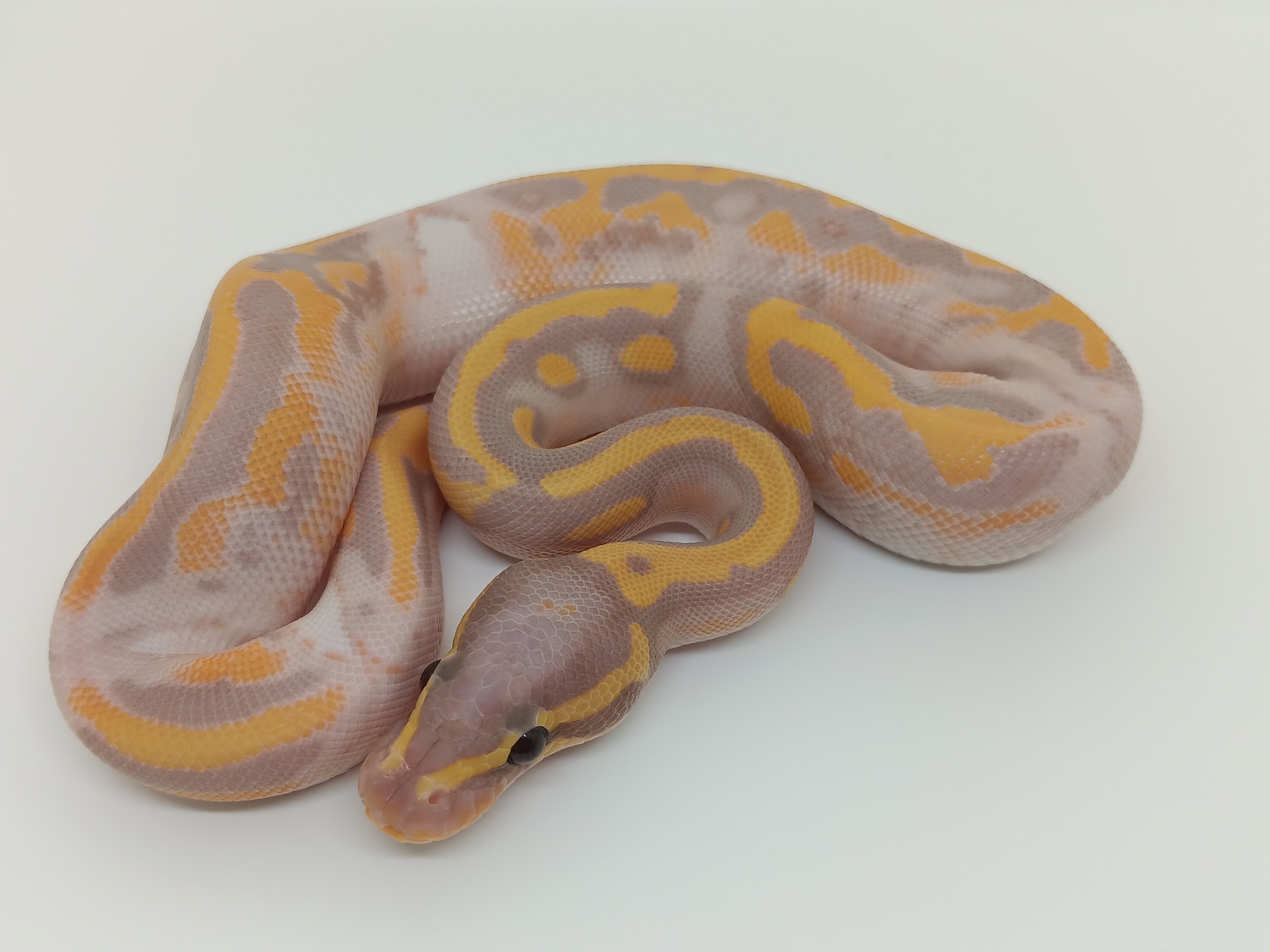 Banana Pied Ball Python by Intrinsic Reptile Resource - MorphMarket