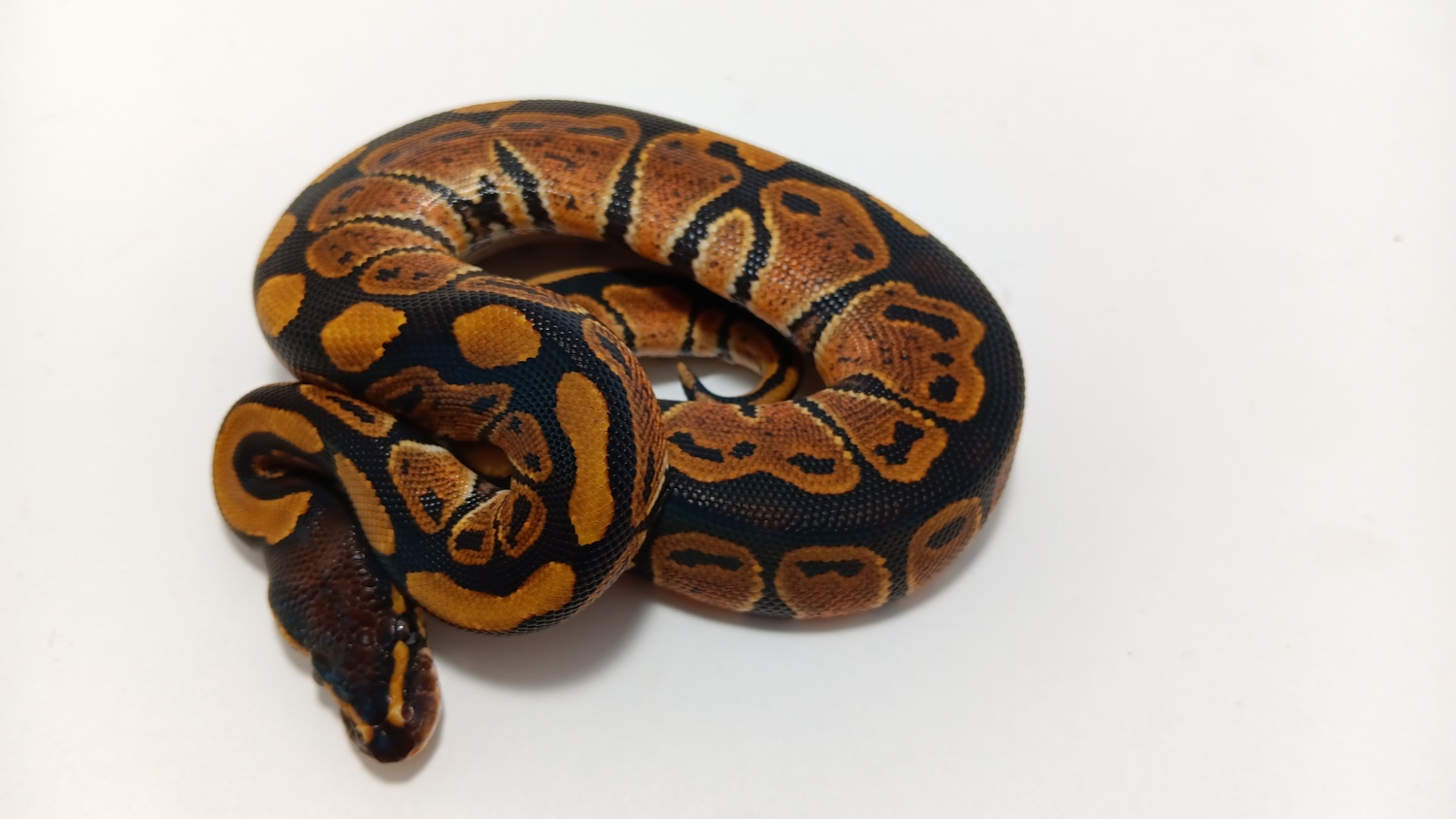 Normal Ball Python by Intrinsic Reptile Resource - MorphMarket