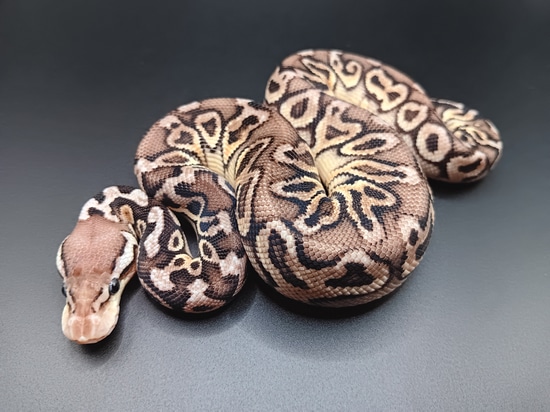 Pewter 66% Het Clown Ball Python by Intrinsic Reptile Resource