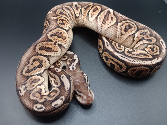 Black Pewter + Ball Python by Intrinsic Reptile Resource
