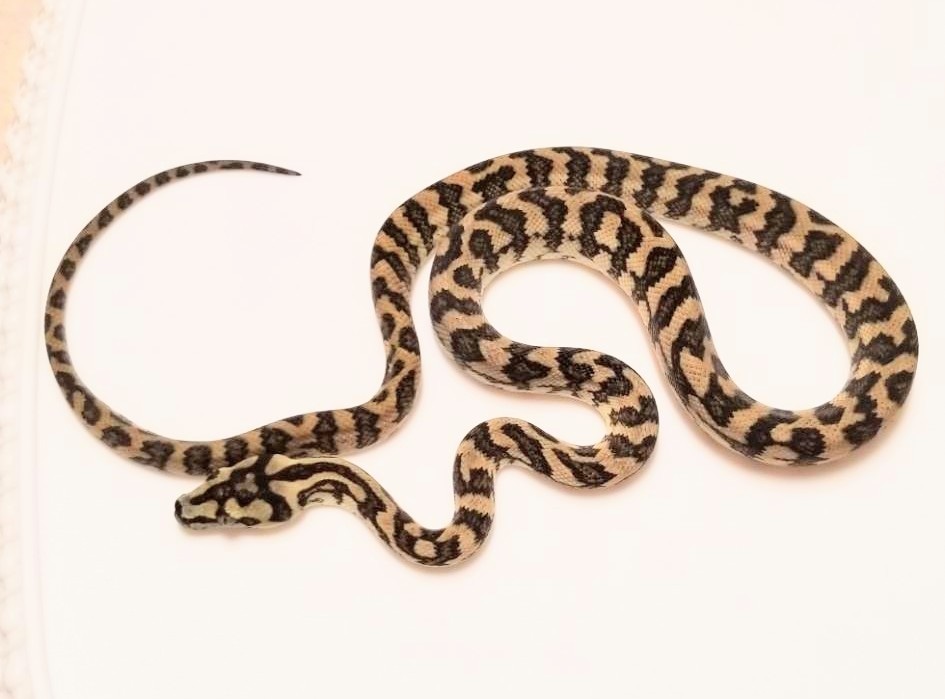Diamond Jungle Jag Other Carpet Python by JB Reptiles - MorphMarket