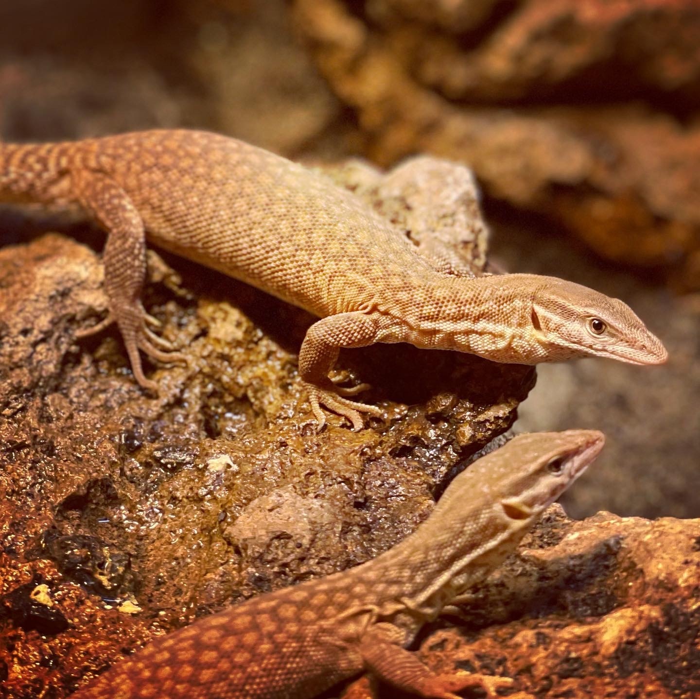 Yellow Ackie Monitor Spiny-Tailed Monitor by KRE Exotics - MorphMarket