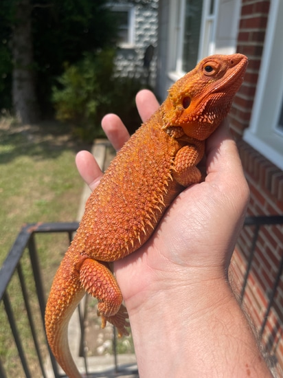 Hypo Trans Fire Bearded Dragon Central Bearded Dragon by KRE Exotics
