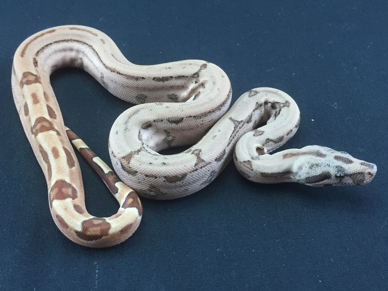 Hypo Arabesque Het Albino Boa Constrictor by John Chausmer Reptiles ...