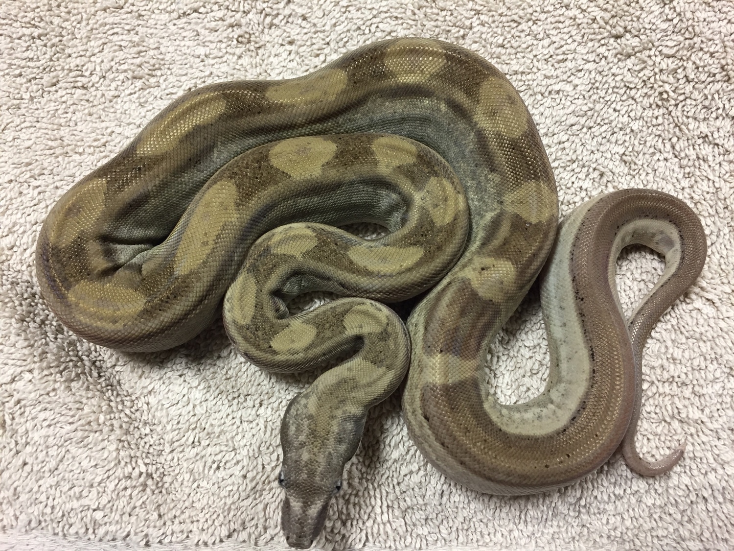Ghost Motley Boa Constrictor by John Chausmer Reptiles - MorphMarket