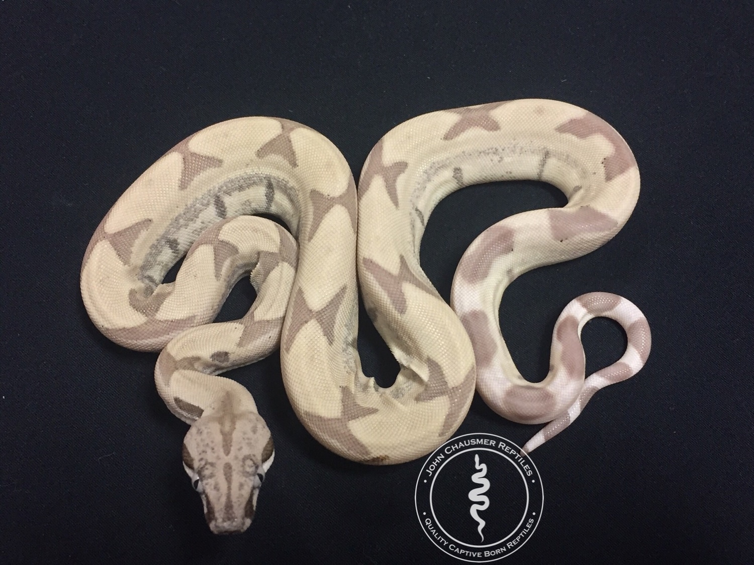 Ghost Jungle Boa Constrictor by John Chausmer Reptiles - MorphMarket