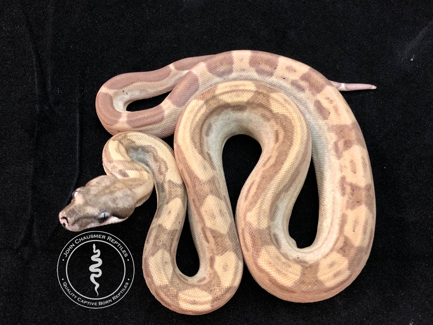 Ghost Motley Boa Constrictor by John Chausmer Reptiles - MorphMarket