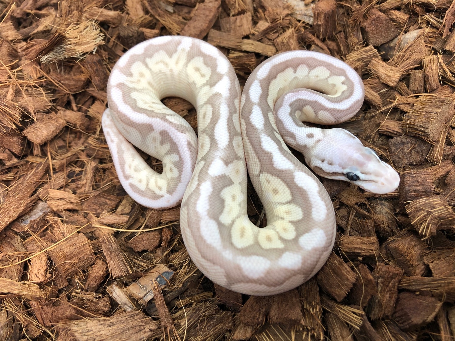 Super Pastel Lesser Banana Ball Python by John Chausmer Reptiles ...