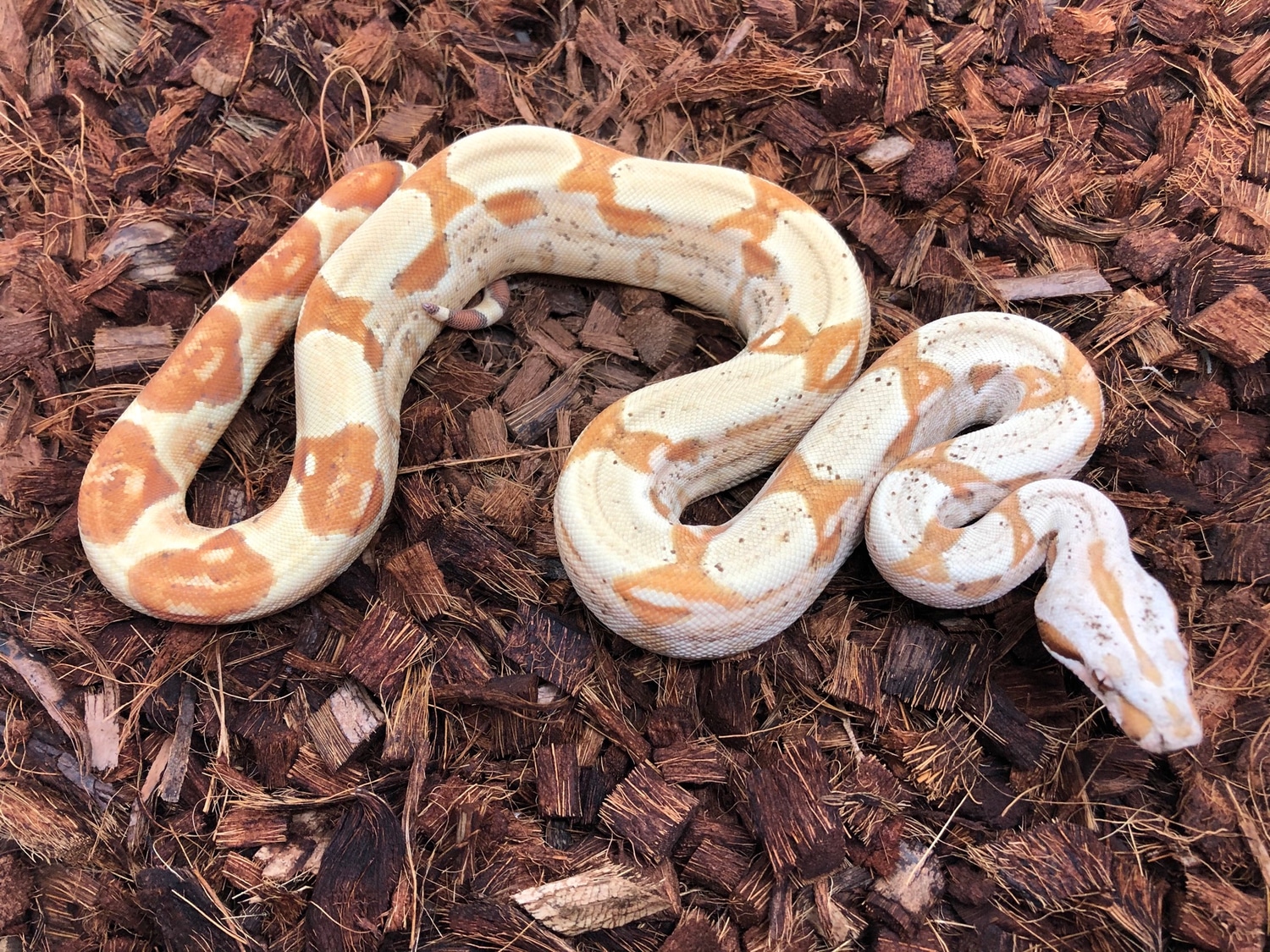 Paraglow Boa Constrictor by John Chausmer Reptiles - MorphMarket