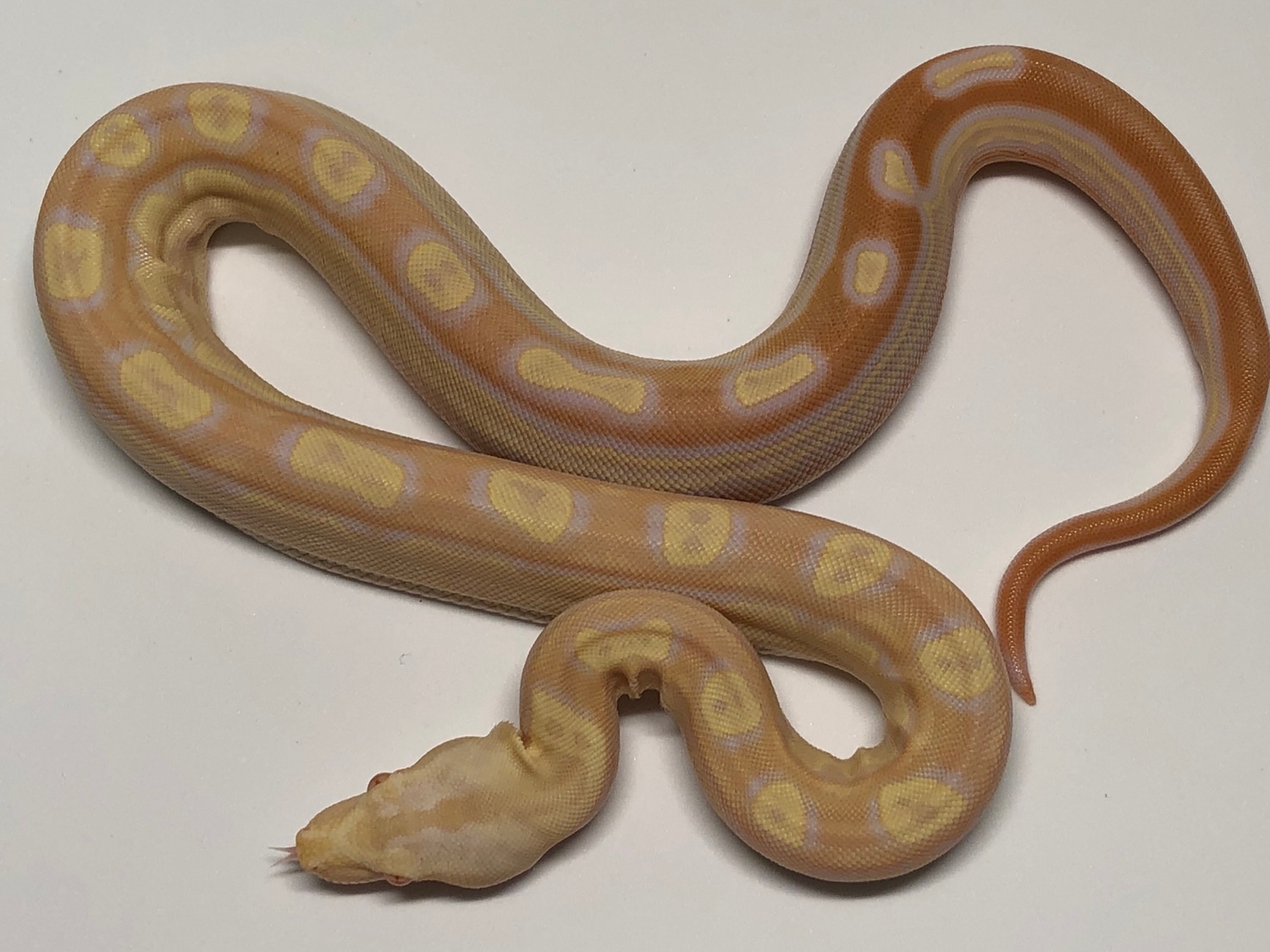 Sharp Albino Motley Boa Constrictor by John Chausmer Reptiles - MorphMarket