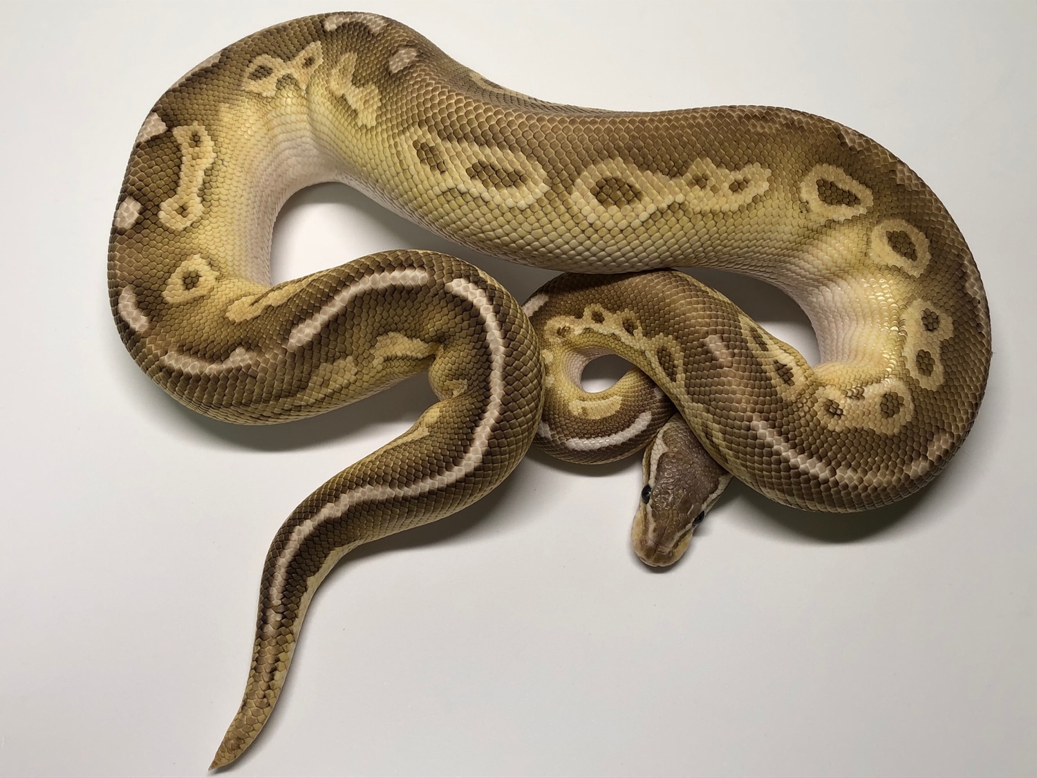 Lesser Pewter Ball Python by John Chausmer Reptiles - MorphMarket
