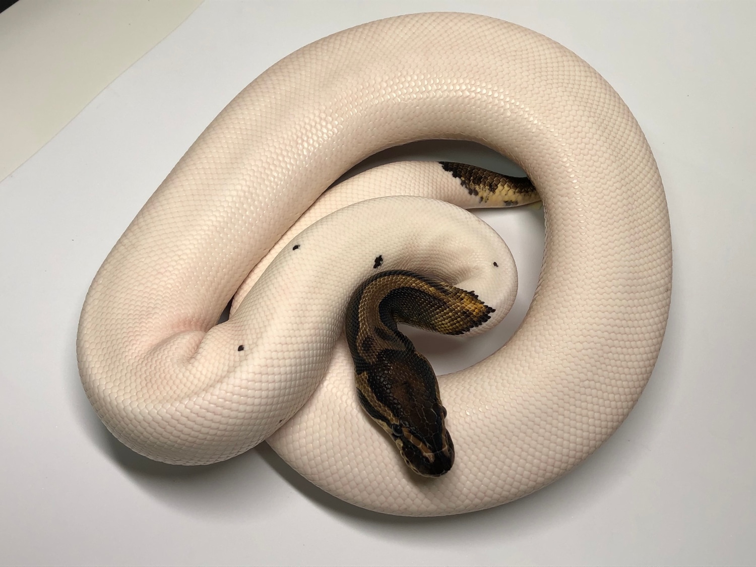 Piebald Ball Python by John Chausmer Reptiles - MorphMarket