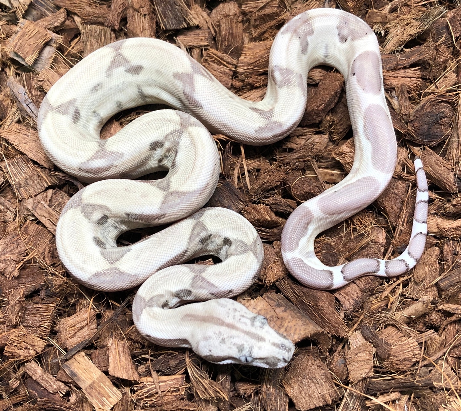 Pos Super Ghost Jungle Het Albino Boa Constrictor by John Chausmer ...