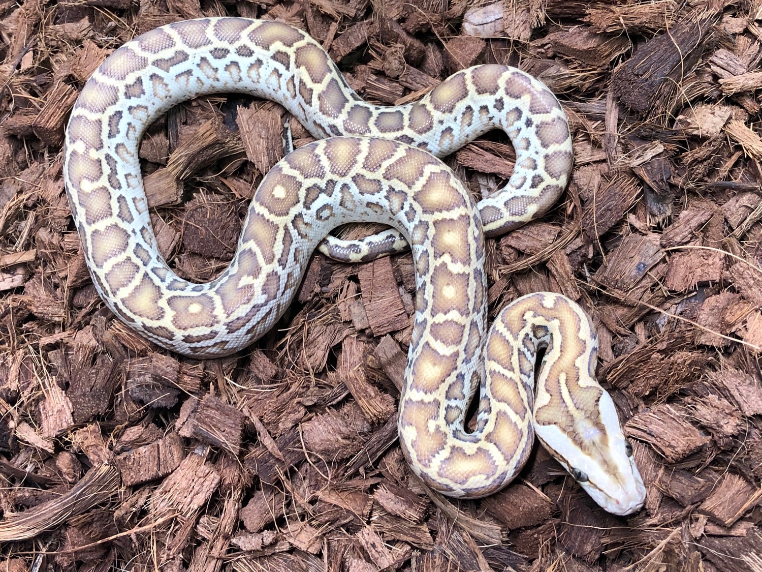 Hypo Het Albino Het Granite Burmese Python by John Chausmer Reptiles ...