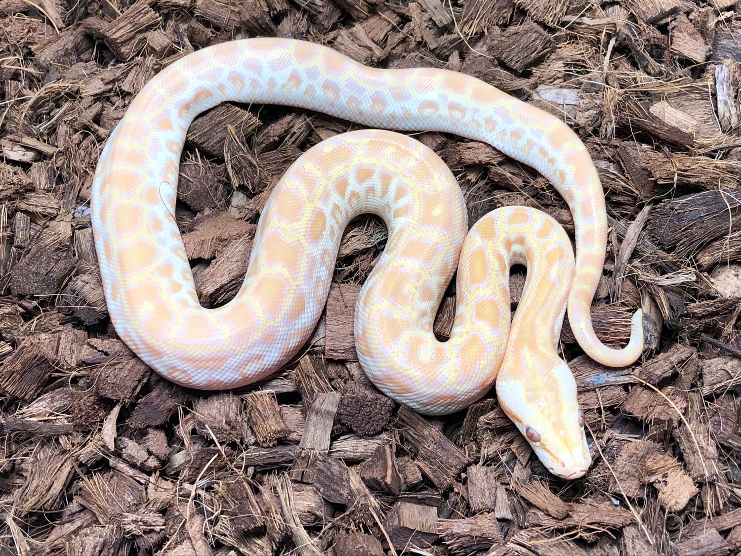 Pearl Het Granite Burmese Python by John Chausmer Reptiles - MorphMarket