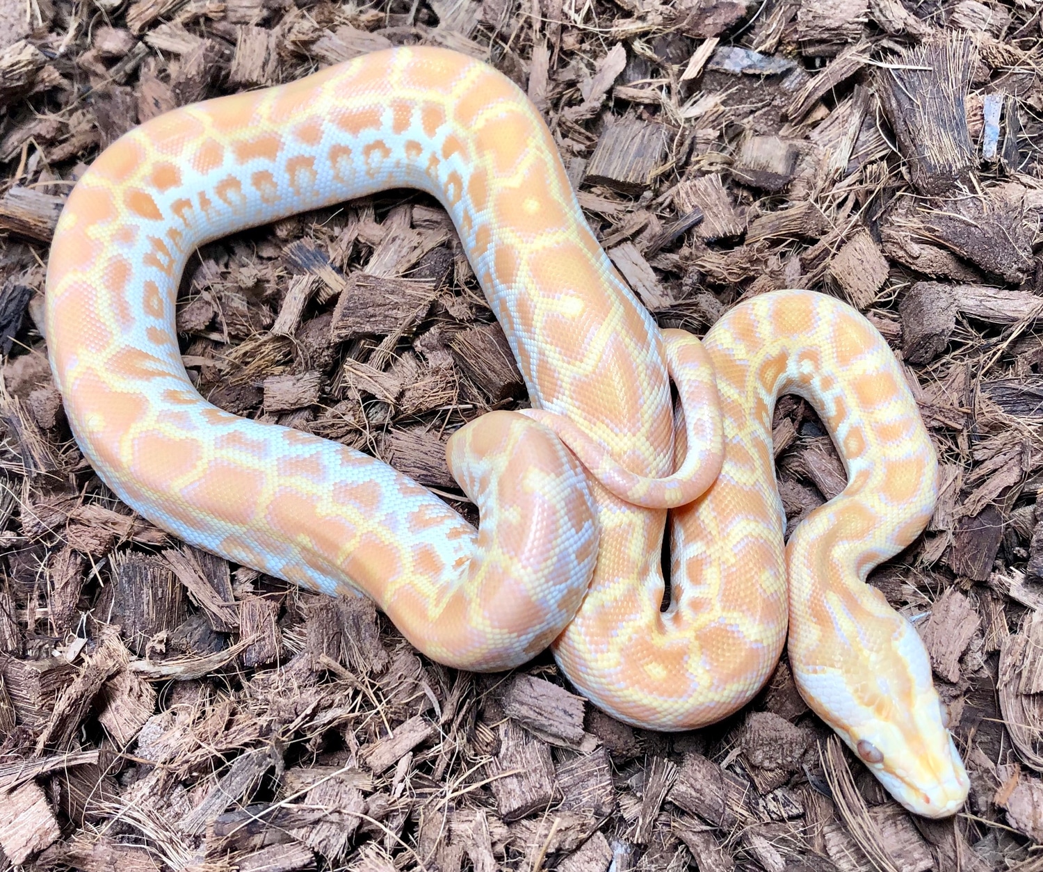 Pearl Het Granite Burmese Python by John Chausmer Reptiles - MorphMarket