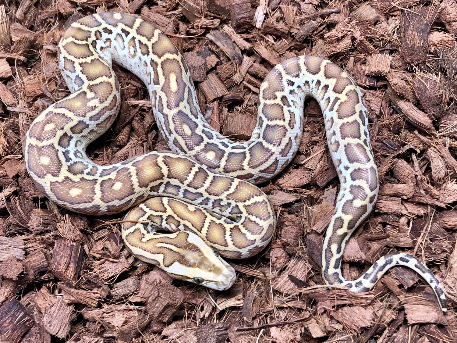 Hypo DH Albino/Granite Burmese Python by John Chausmer Reptiles ...